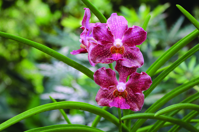 Jardins Botaniques De Singapour - Photo gratuite sur Pixabay - Pixabay