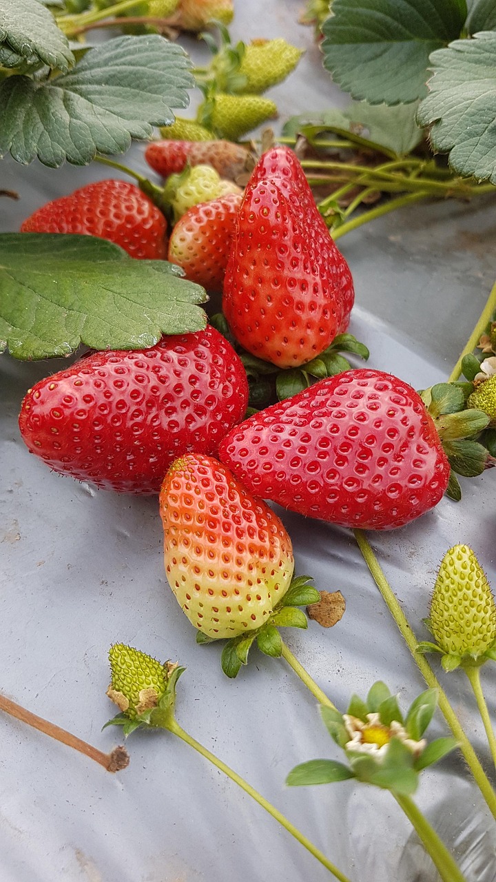 Fraises Aliments Nature - Photo gratuite sur Pixabay - Pixabay