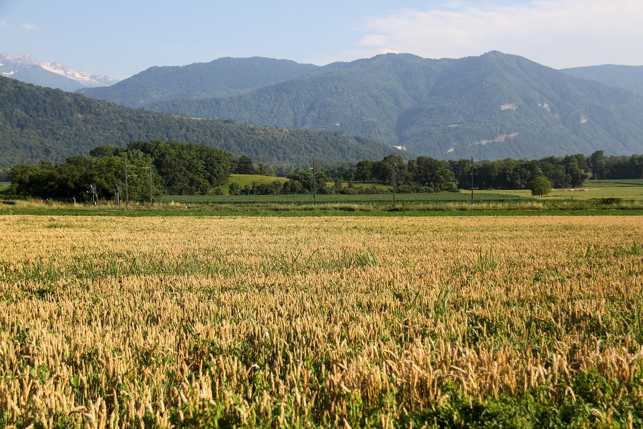 Field Wheat Agriculture - Free photo on Pixabay