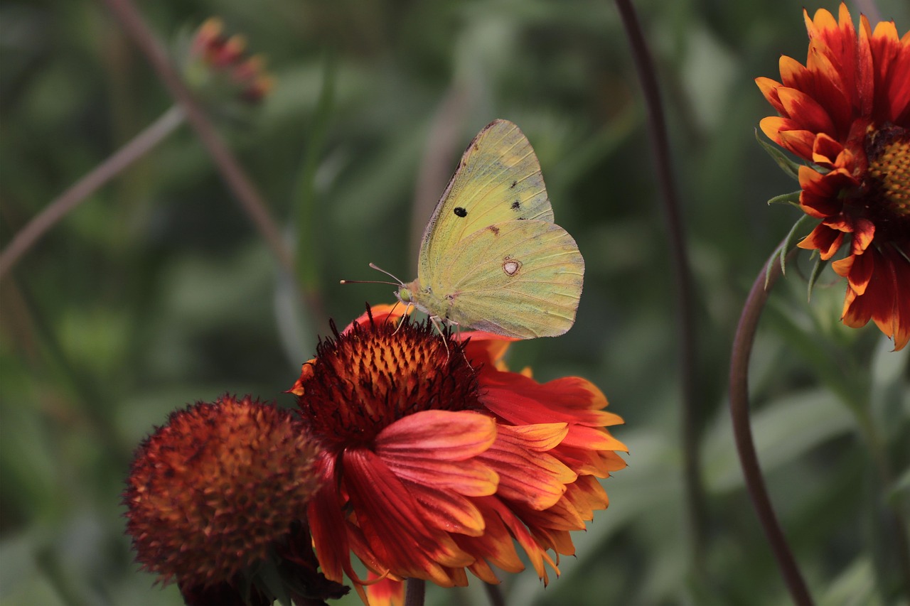 Coneflower Cone Flower Butterfly - Free photo on Pixabay - Pixabay
