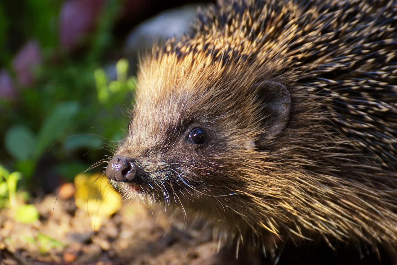 Hedgehog Animal Spur - Free photo on Pixabay - Pixabay