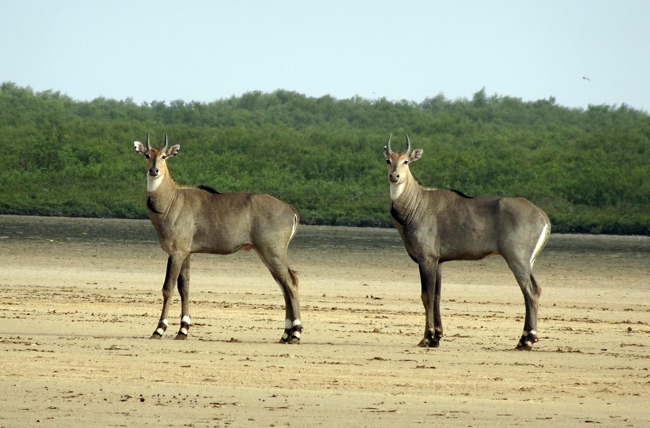 Nilgai Antelope Animal - Free photo on Pixabay