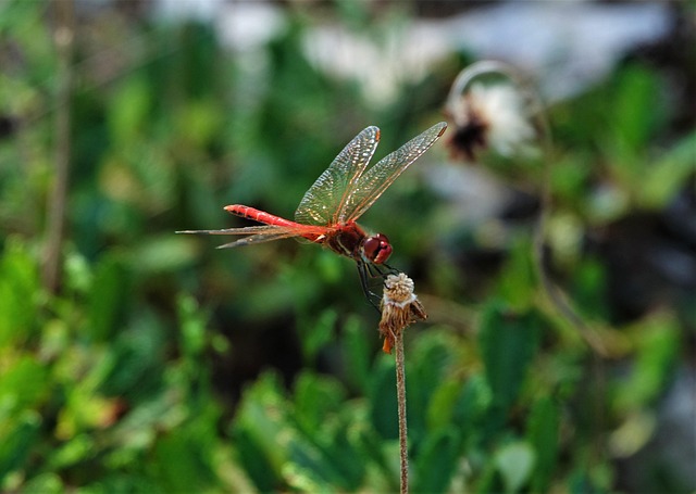 Dragon-Fly Red Animal - Free photo on Pixabay - Pixabay