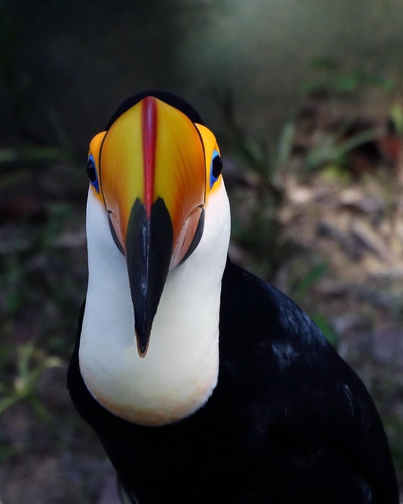 Toucan Tucano Bird - Free photo on Pixabay