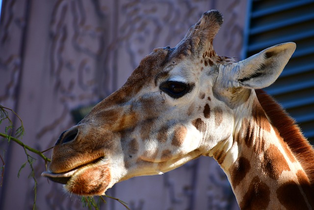 Cabeça De Girafa Grande - Foto gratuita no Pixabay - Pixabay