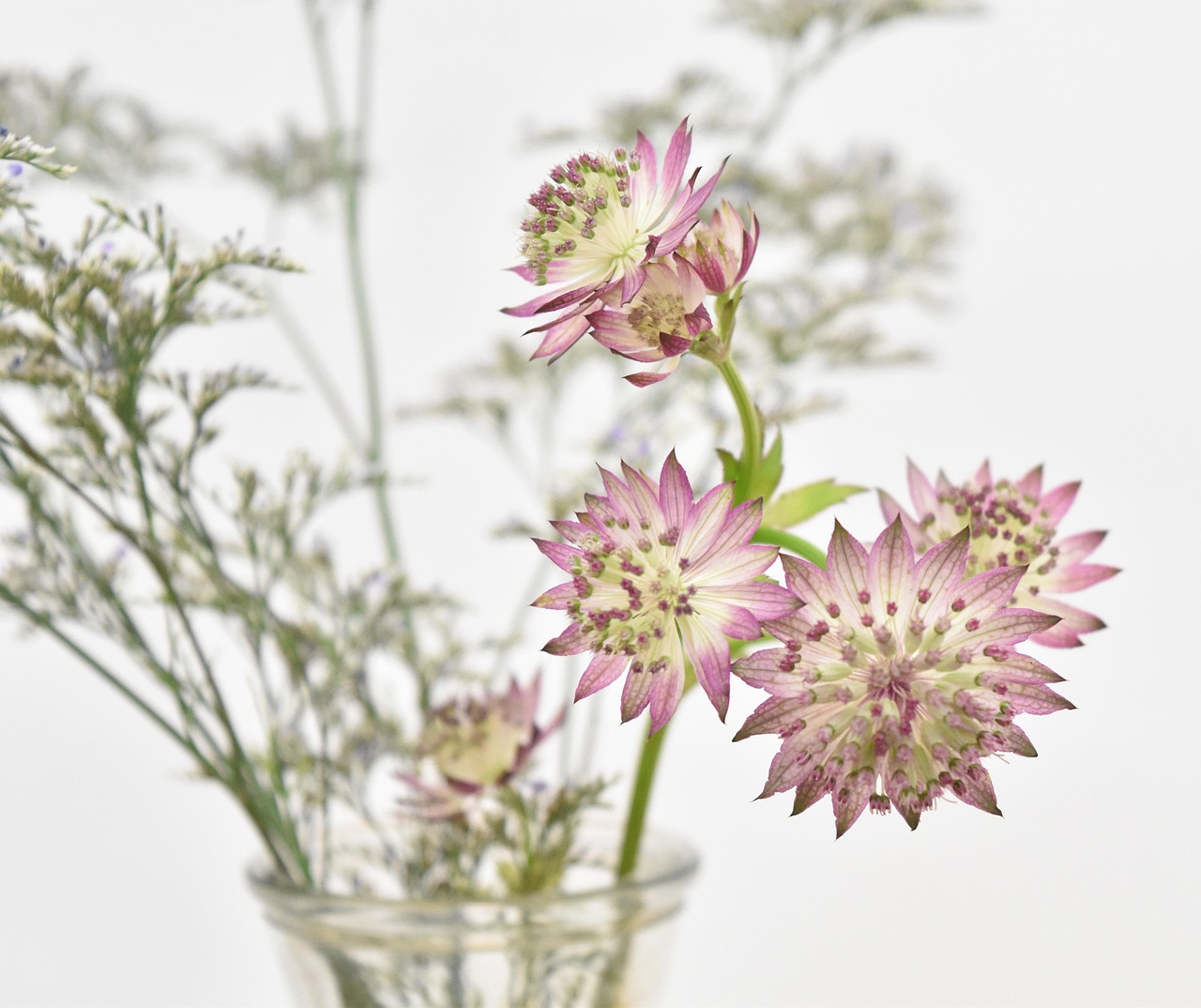 Helles Lila Blumen Frühling - Kostenloses Foto auf Pixabay - Pixabay