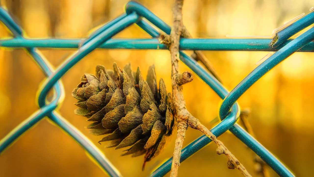 Fence Tap Pinecone Pine - Free photo on Pixabay - Pixabay