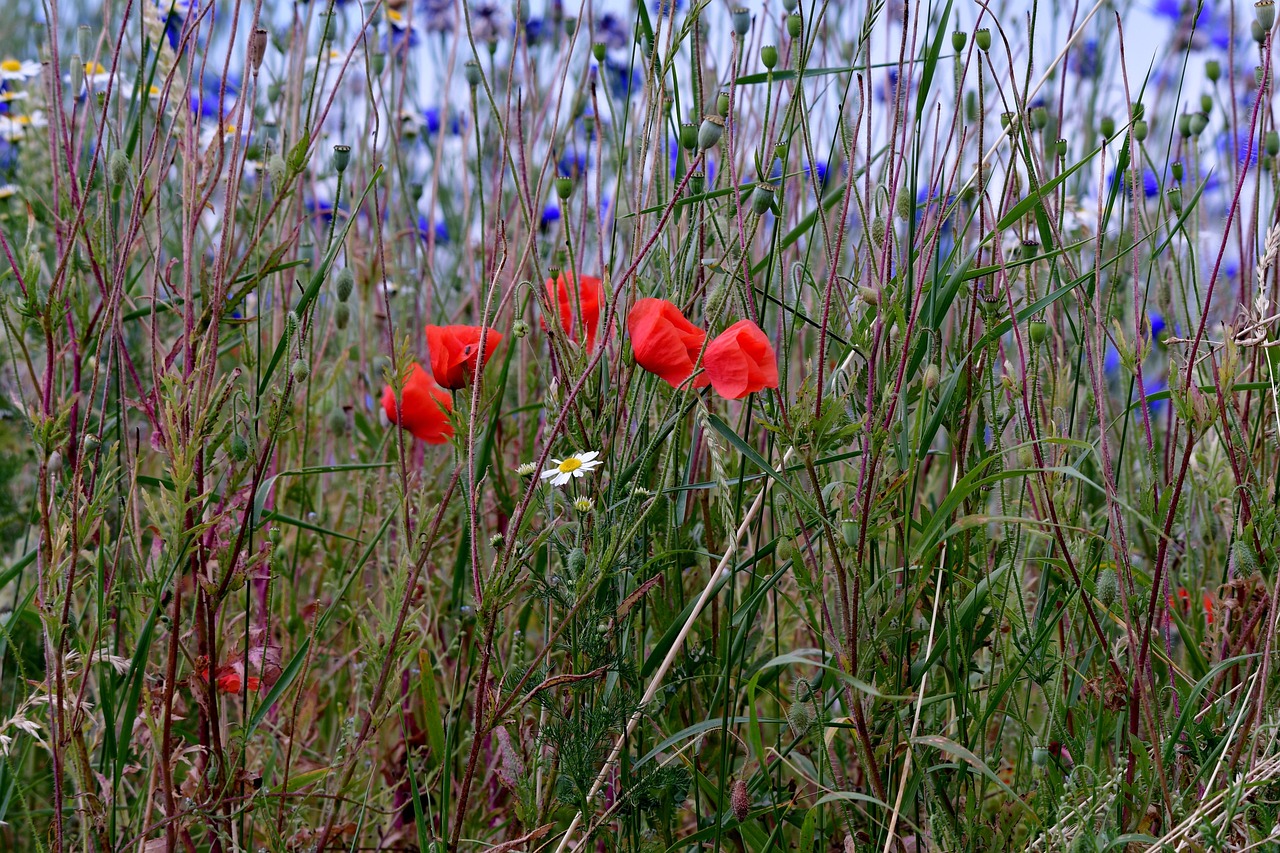 400+ gratis Veldbloemen- en Natuur-foto's - Pixabay