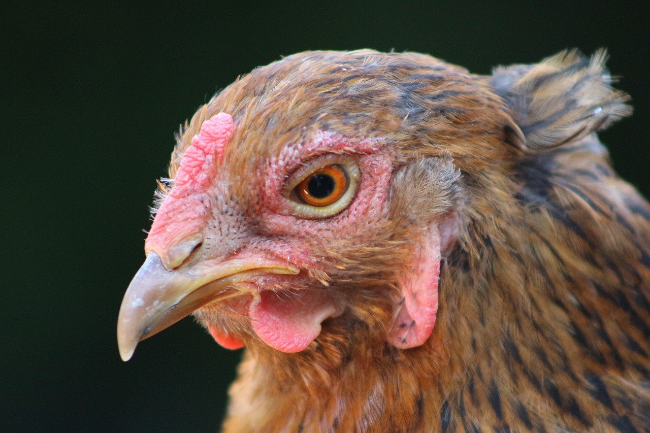 Chicken Hen Feathers - Free photo on Pixabay - Pixabay