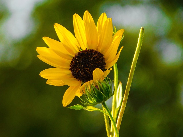 Bunga Kuning Kebun - Foto gratis di Pixabay - Pixabay