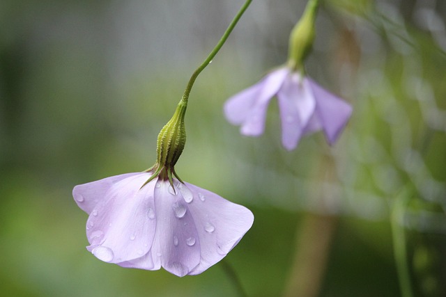 Viscaria 植物 花 - Pixabayの無料写真 - Pixabay