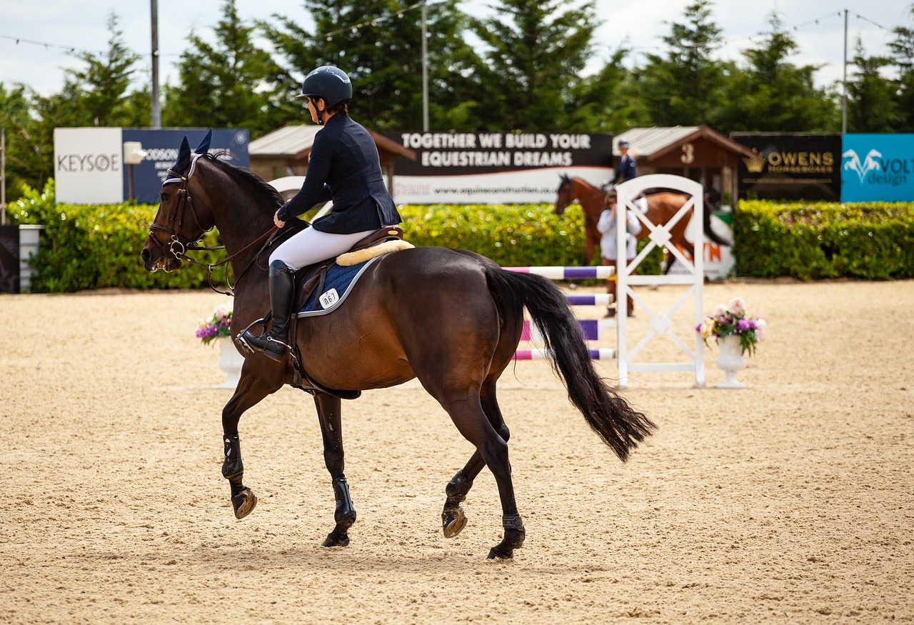 Horse Jumping Equestrian - Free photo on Pixabay - Pixabay