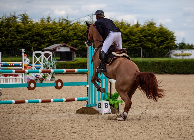 20,000+ Free Horses Jumping & Horse Photos - Pixabay