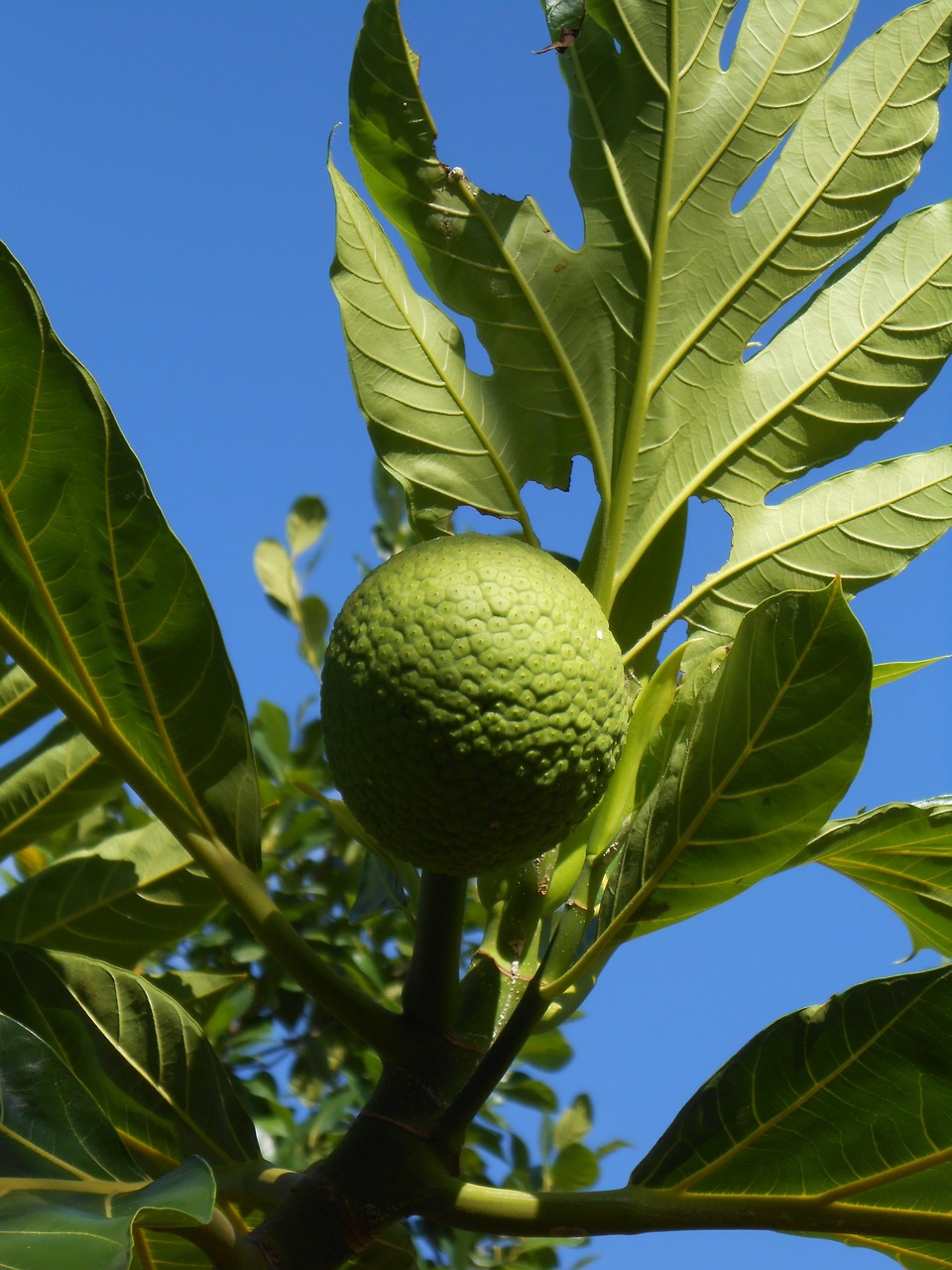Breadfruit Fruit Exotic - Free photo on Pixabay - Pixabay