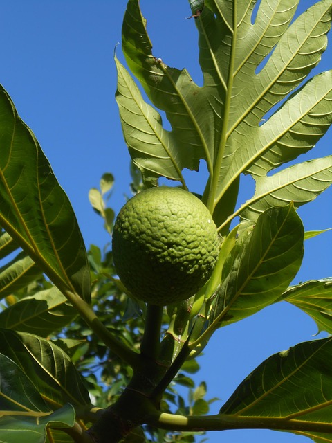 10+ Free Breadfruit & Senegal Photos - Pixabay