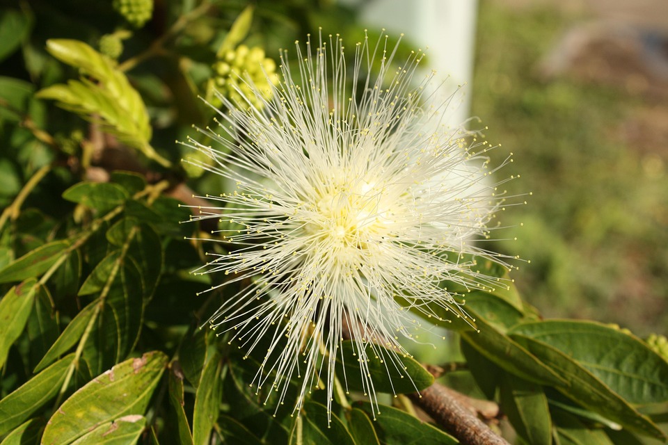 Golden Penda Flower Native - Free photo on Pixabay - Pixabay