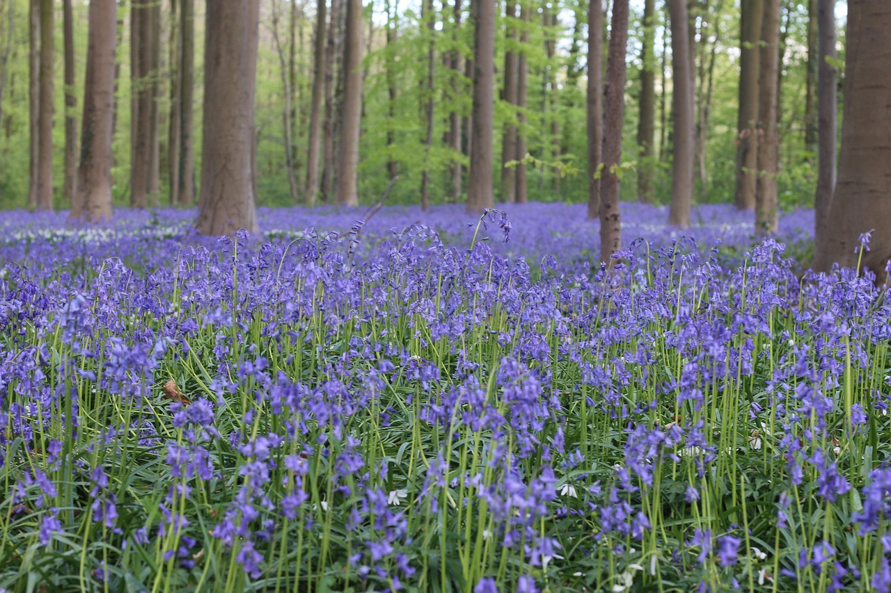 Halle Floresta Primavera - Foto gratuita no Pixabay - Pixabay