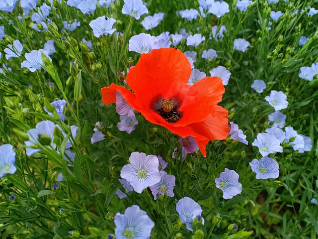 40+ Free Flax Seeds & Flax Images - Pixabay