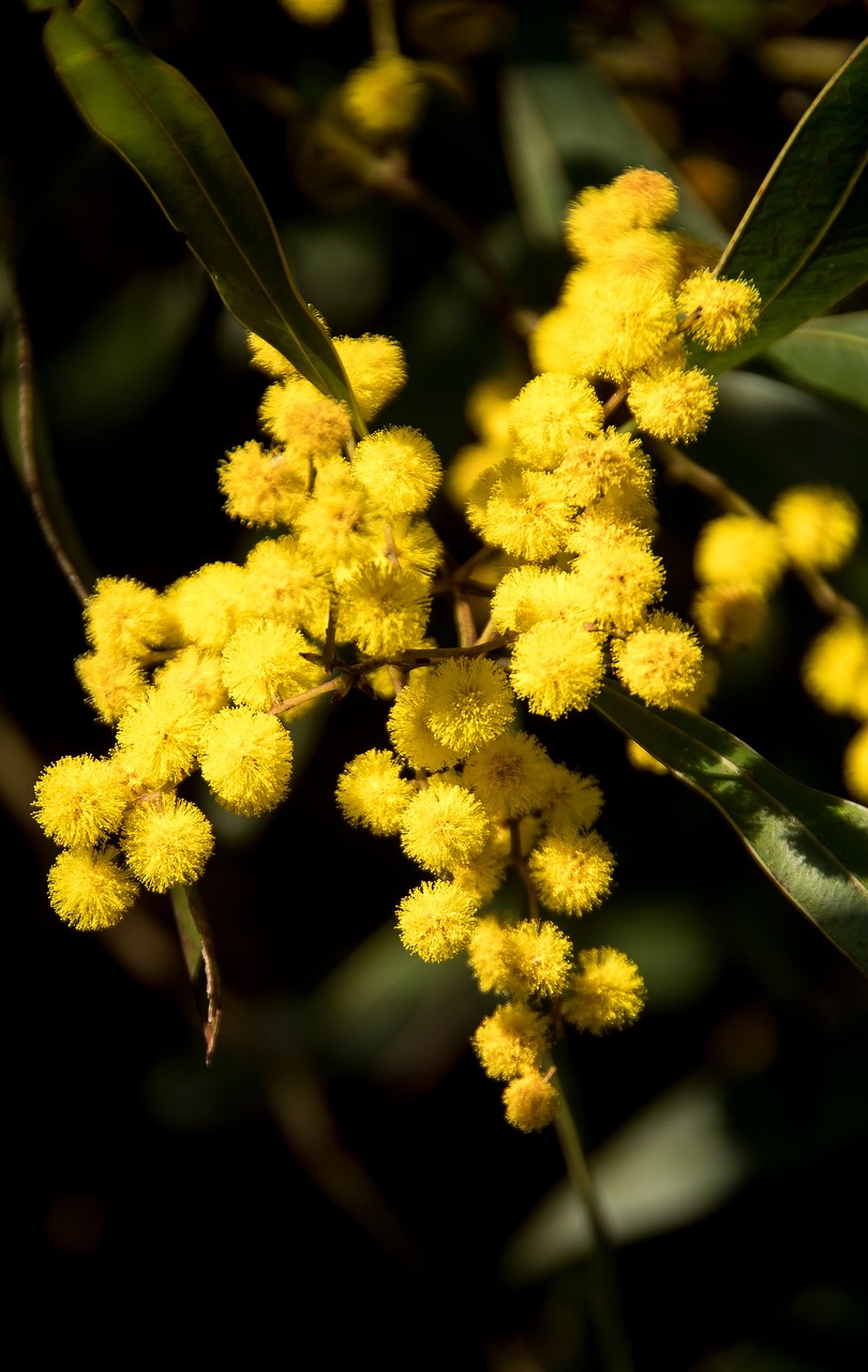 Silver Wattle Acacia Dealbata - Free photo on Pixabay