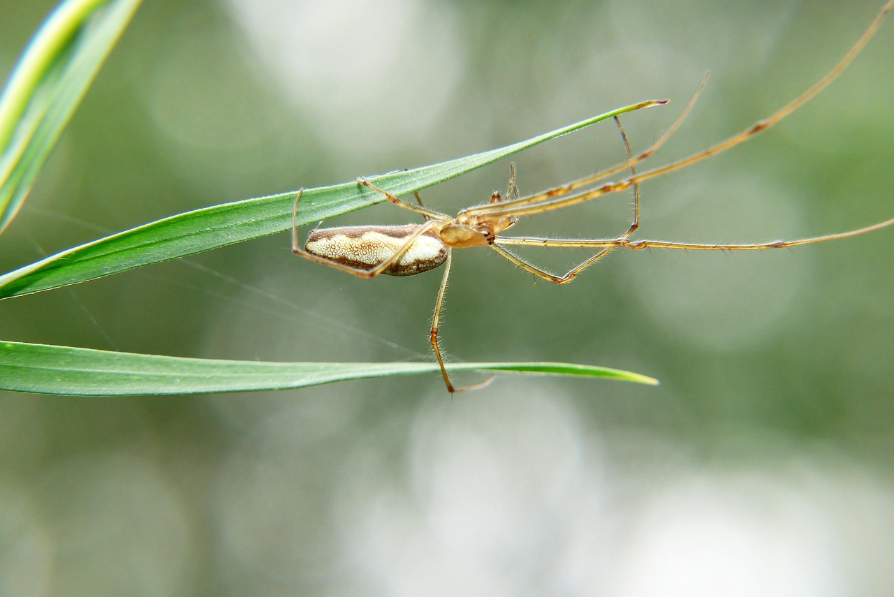 Arachnid Terrifiant Poilu - Photo gratuite sur Pixabay