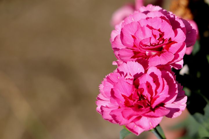 700+ kostenlose Nelke und Blume-Bilder - Pixabay