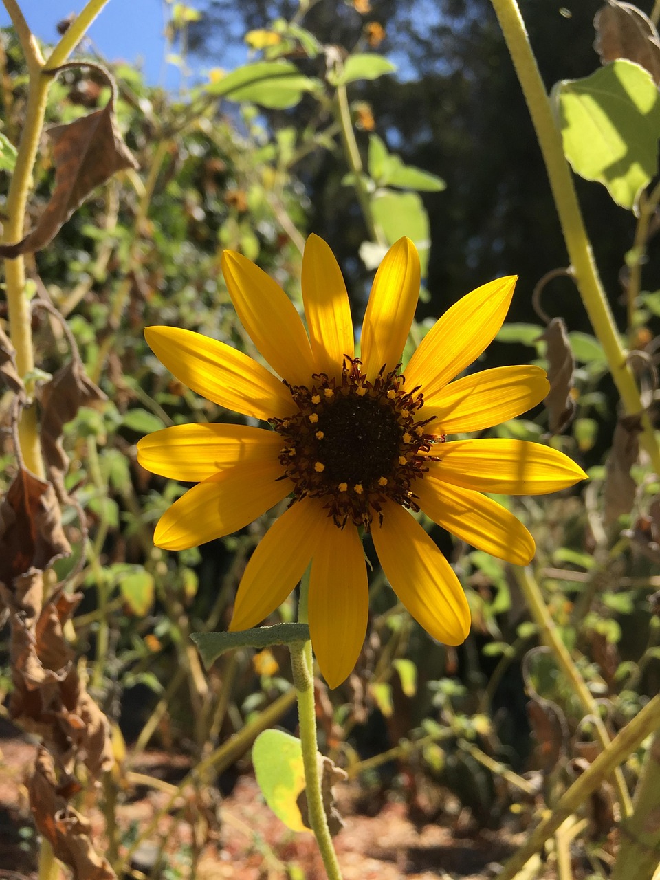 Sonnenblume Sommer Sonne - Kostenloses Foto auf Pixabay - Pixabay