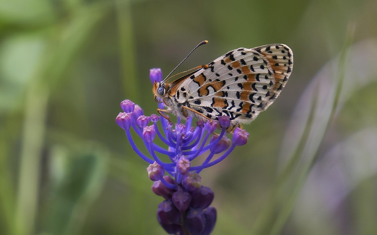 Papillon Fleur La Nature - Photo gratuite sur Pixabay - Pixabay