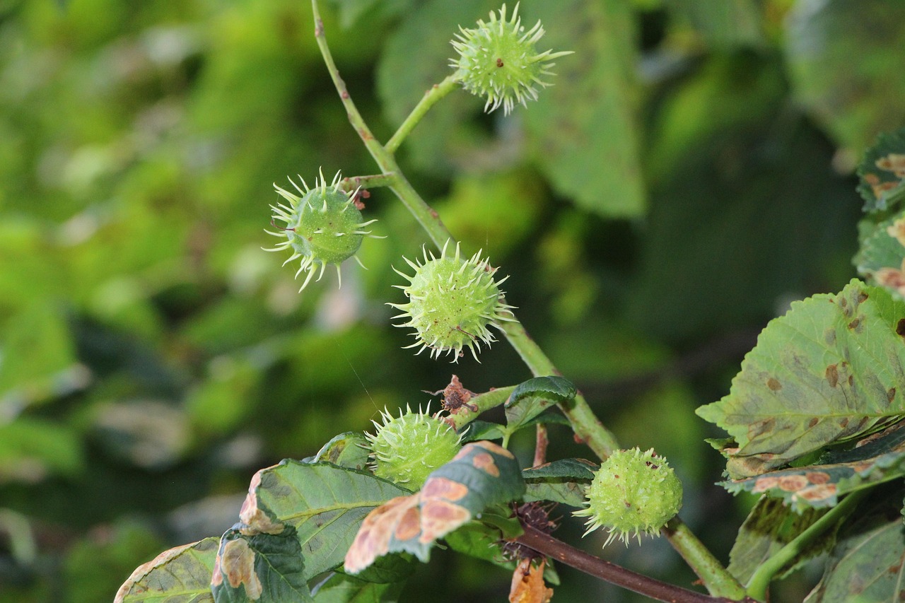 Chestnuts Deciduous Tree Fruit - Free photo on Pixabay - Pixabay
