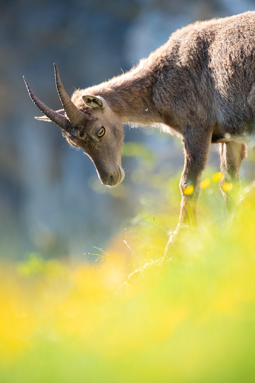 Capricorn Young Animal - Free photo on Pixabay