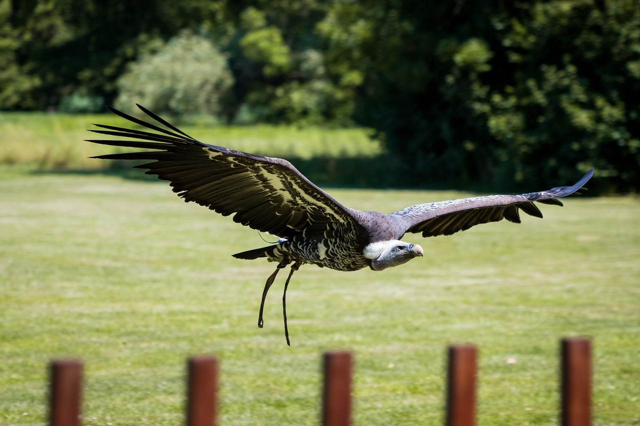 100+ Free Flying Vulture & Vulture Images - Pixabay