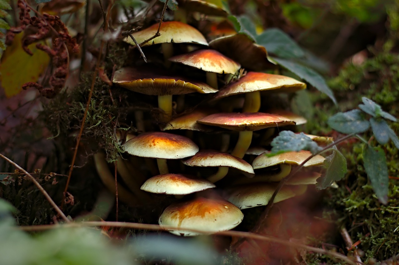 Champignon Forêt La Nature - Photo gratuite sur Pixabay - Pixabay