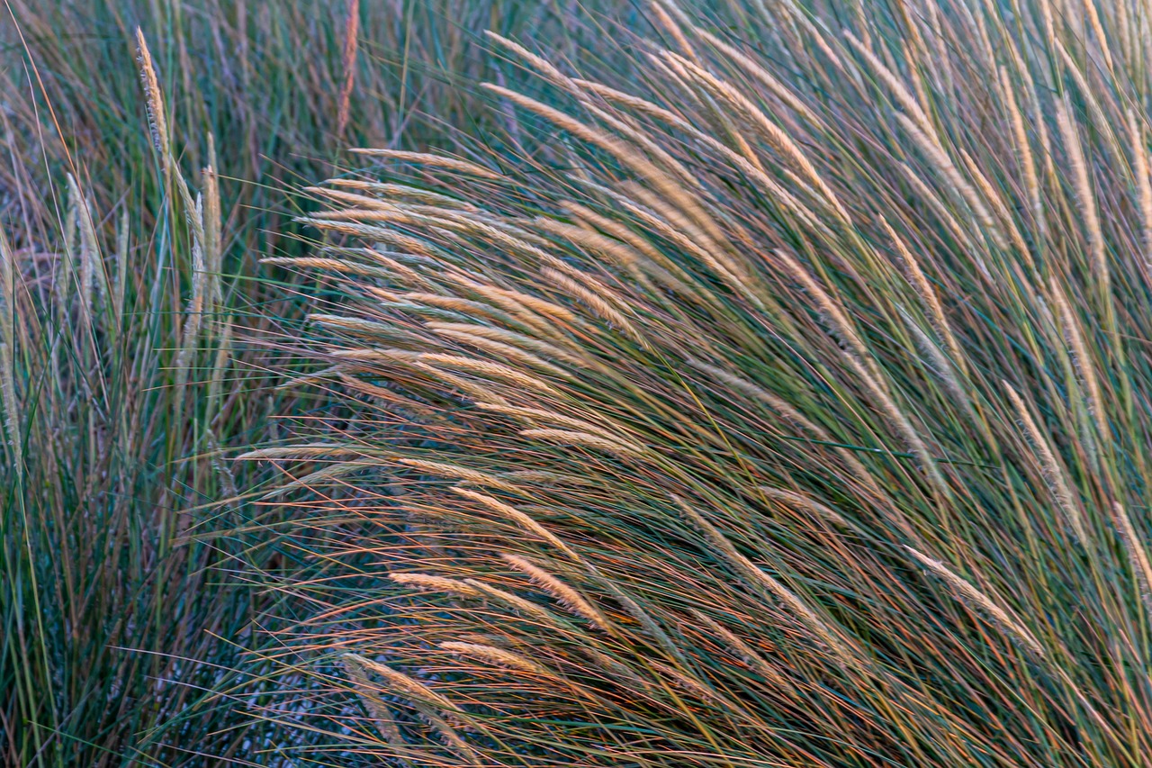 Beach Grass Grain - Free photo on Pixabay