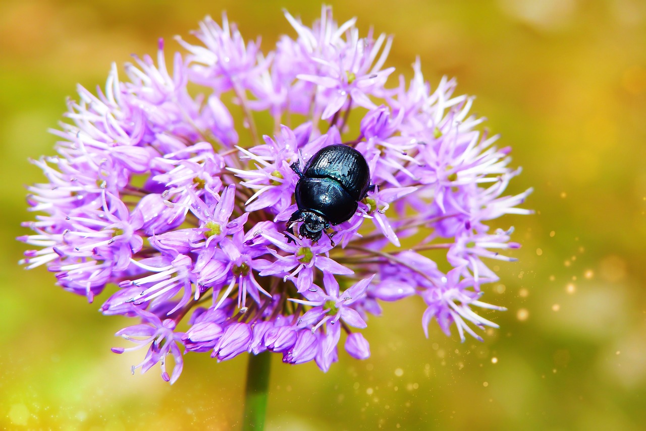 Forest Beetle The Female - Free photo on Pixabay