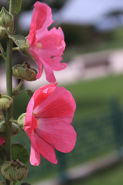 Blommor Blomma Bloom - Gratis foto på Pixabay - Pixabay