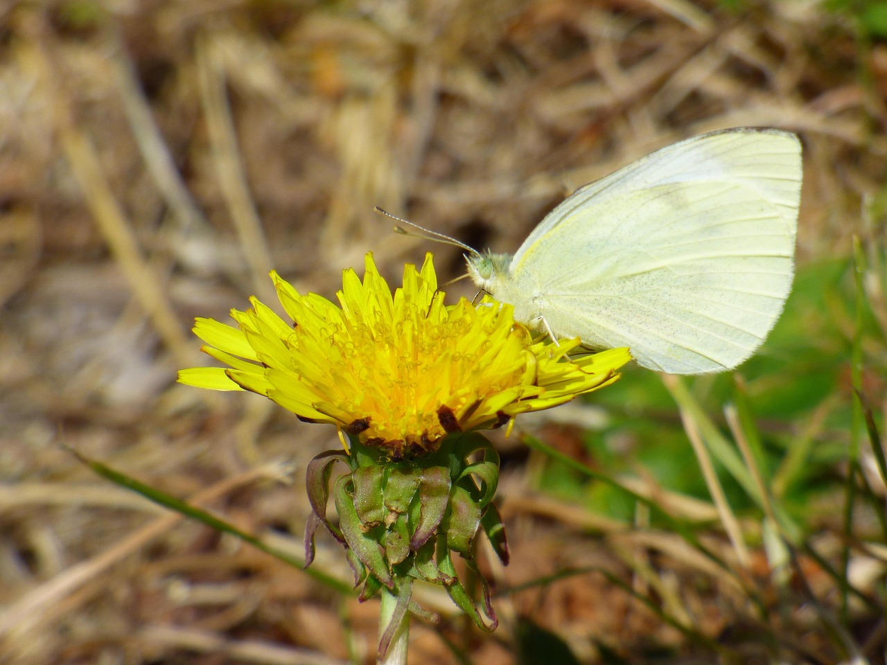 Papillon Jaune Fleur Sauvage - Photo gratuite sur Pixabay - Pixabay