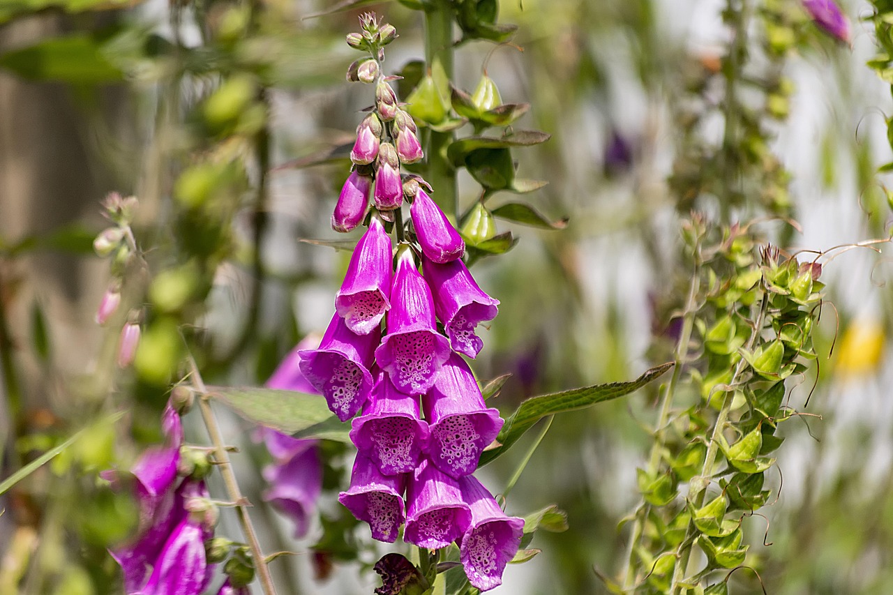 60,000+ Free Foxglove Flowers & Nature Images - Pixabay
