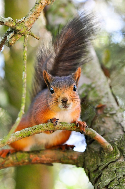 Plus de 50 000 images de Animaux Mignons et de Nature - Pixabay