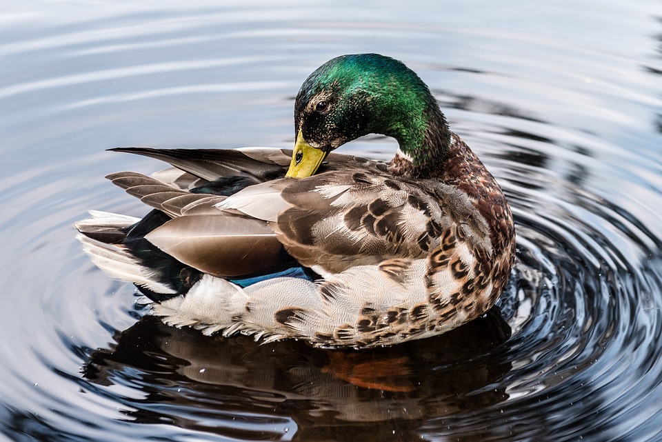 Animals Ducks Ponds - Free photo on Pixabay - Pixabay