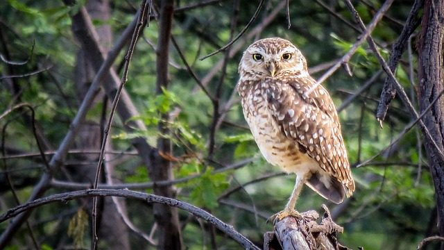 Buho Pájaro Animal - Foto gratis en Pixabay - Pixabay