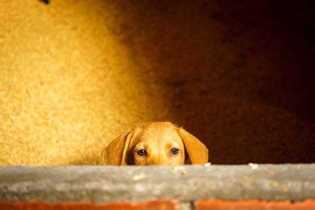 Cão Pequeno Amarelo Animal Bicho - Foto gratuita no Pixabay - Pixabay