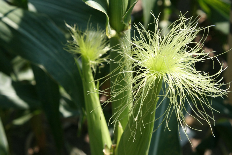 Corn Tassel Crop Free Photo On Pixabay