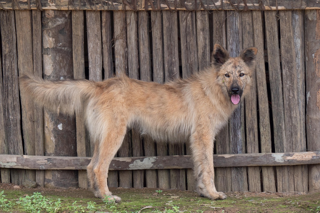 Perro Híbrido Animal Domestico - Foto gratis en Pixabay - Pixabay