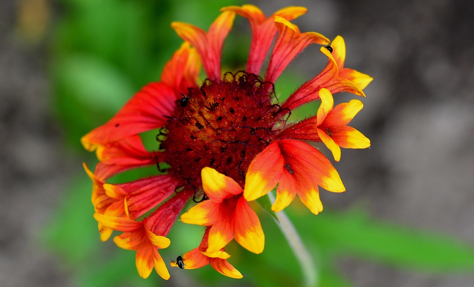 Gaillardia Fanfaari Kukka Kukkii - Ilmainen valokuva Pixabayssa - Pixabay
