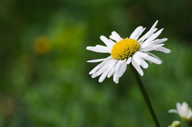 Fleur Daisy Bloom Le - Photo gratuite sur Pixabay - Pixabay