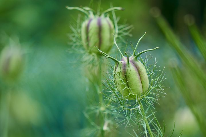 100+ Free Nigella & Flower Images - Pixabay