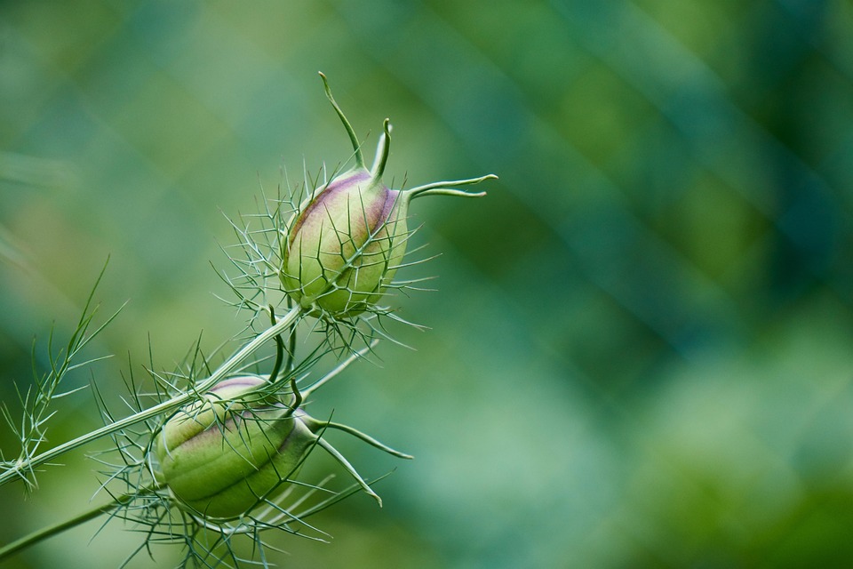Virgin In The Green Fruit Capsule - Free photo on Pixabay - Pixabay
