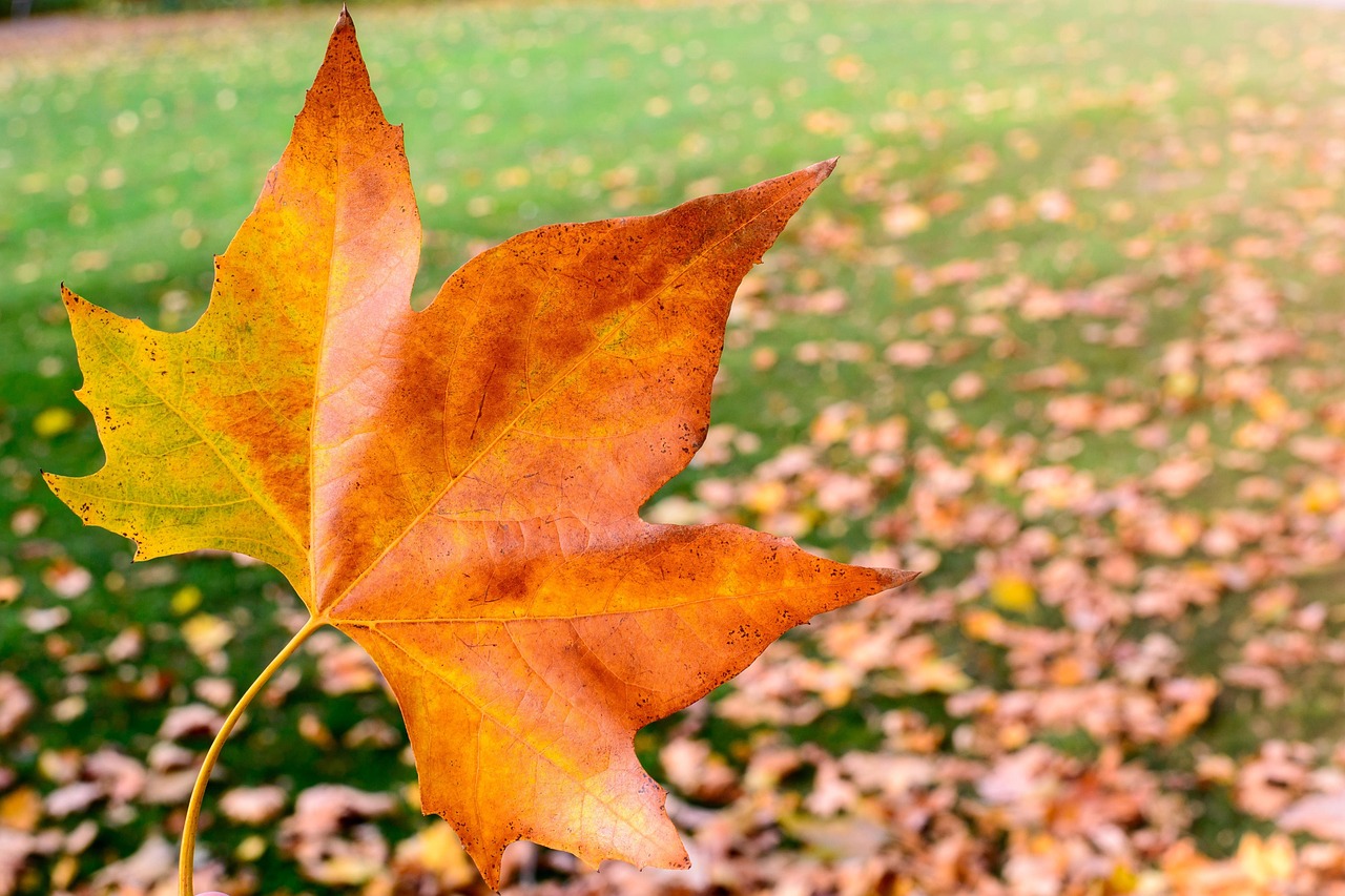 Fundo Outono Temporada - Foto gratuita no Pixabay - Pixabay