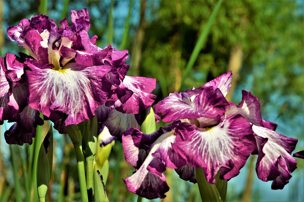 Flowers Iris Bloom - Free photo on Pixabay - Pixabay
