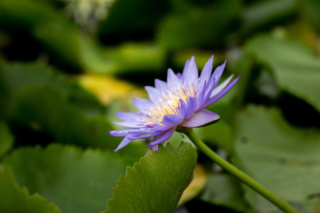 Lily Air Nuphar Lutea Tanaman - Foto gratis di Pixabay - Pixabay