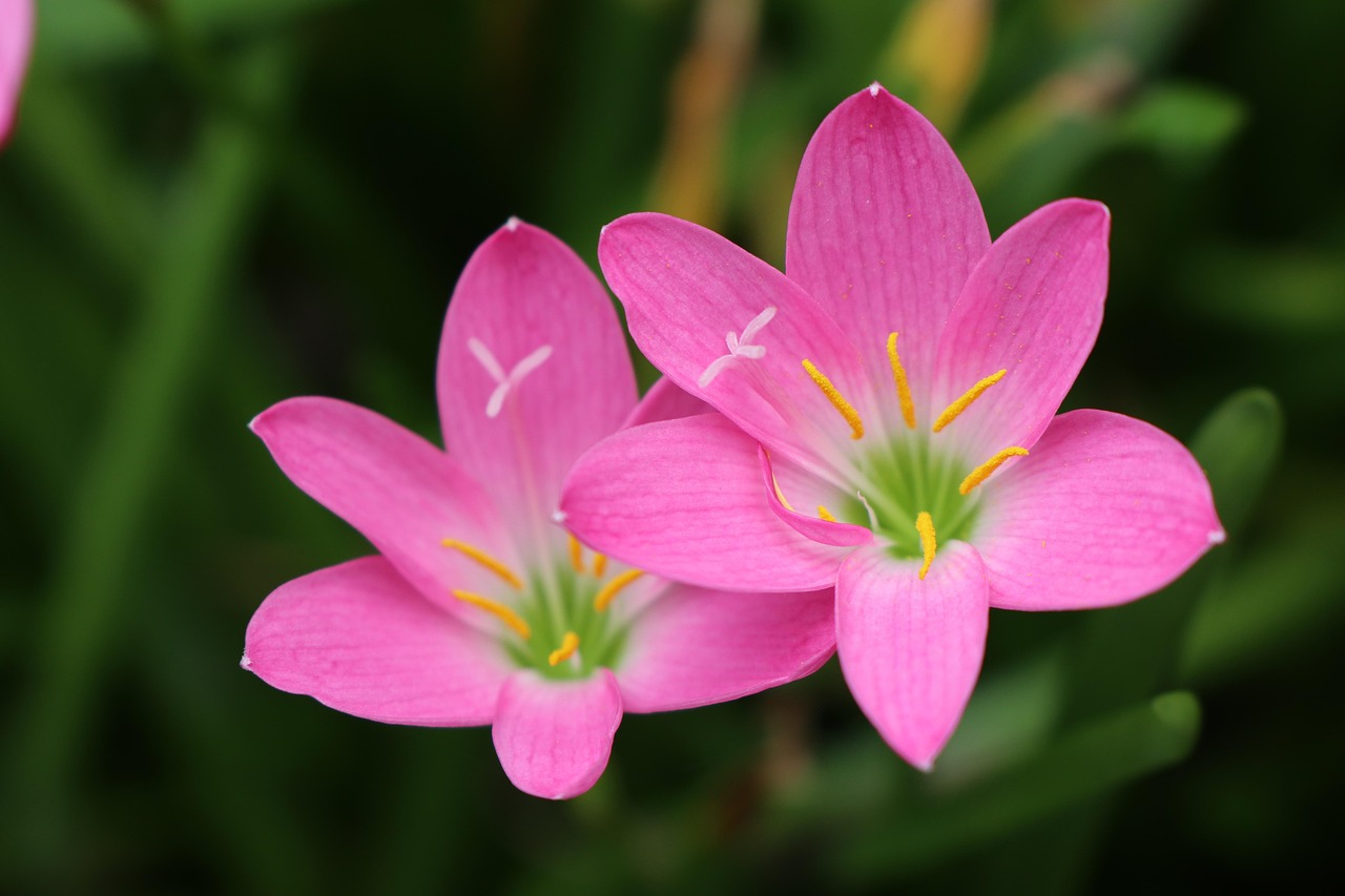 10,000+ Free Nice Couple & Couple Images - Pixabay